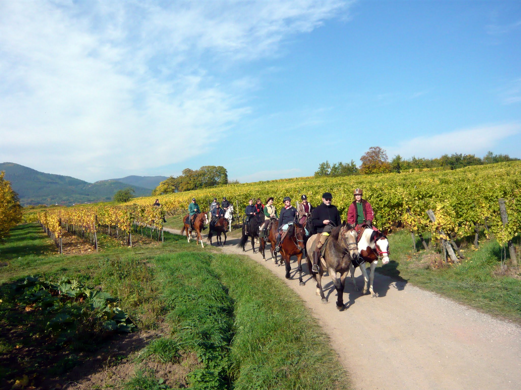 Accueil | CRTE Alsace - Comité Régional de Tourisme Equestre d Alsace